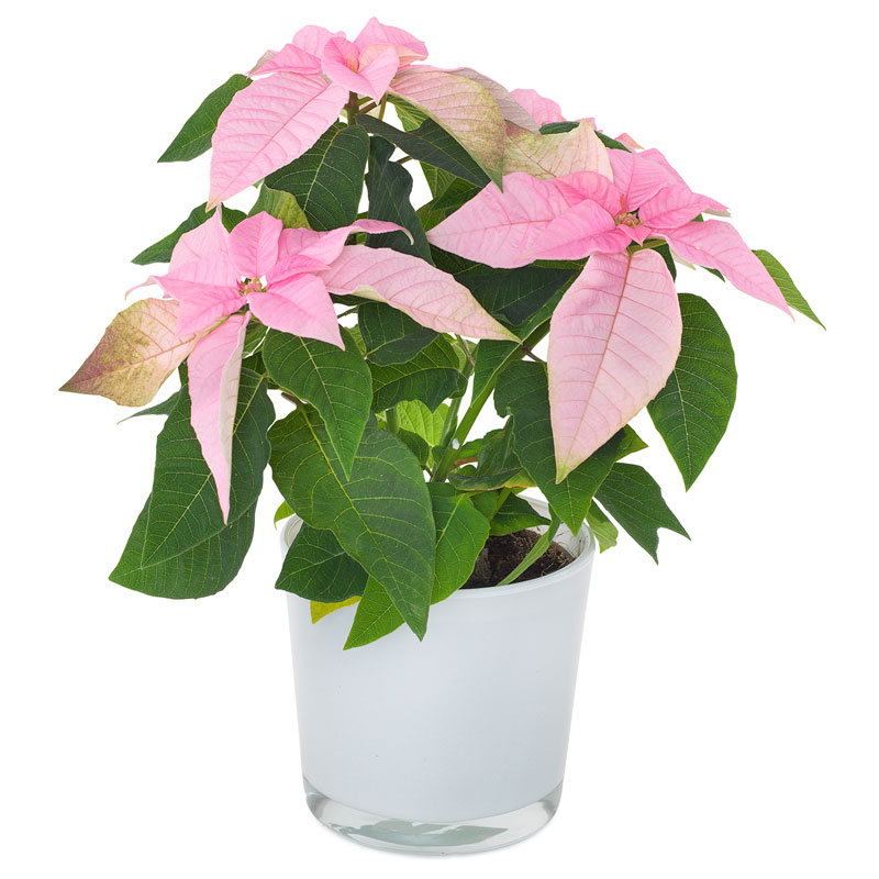 Christmas Star | Poinsettia | Euroflorist Flower Delivery