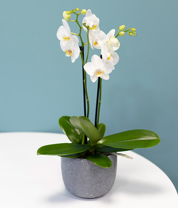 White Orchid