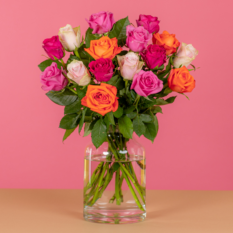 Blushing Rose | Serenata Flowers