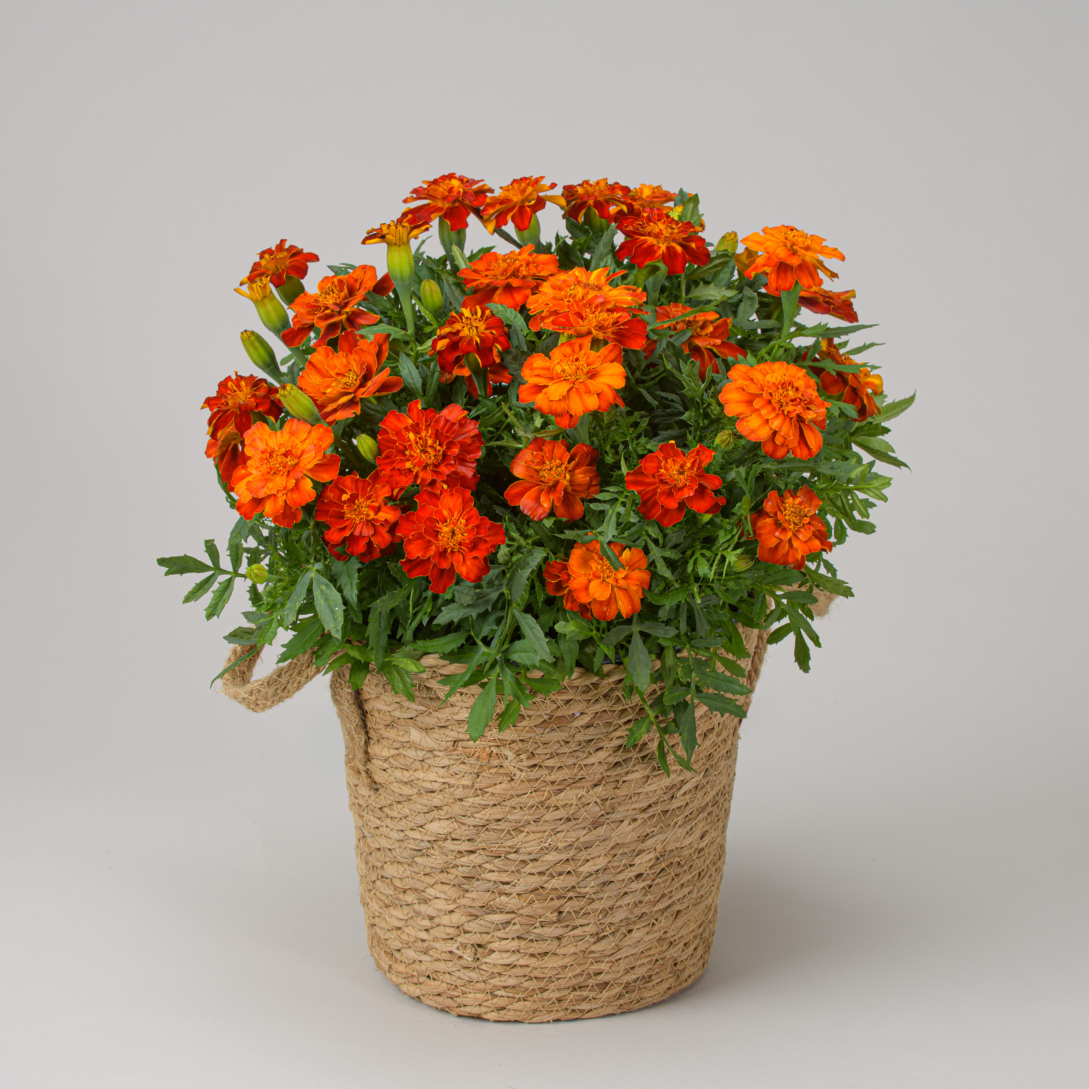 Verwunderlich Ringelblume Im Topf Kaufen Ebenbild